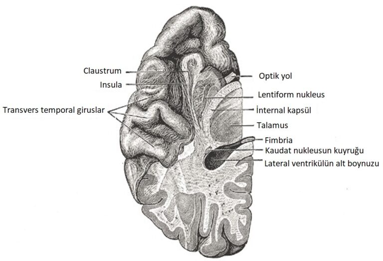 Kapsula İnterna (İnternal Kapsül) - Doktor Fizik